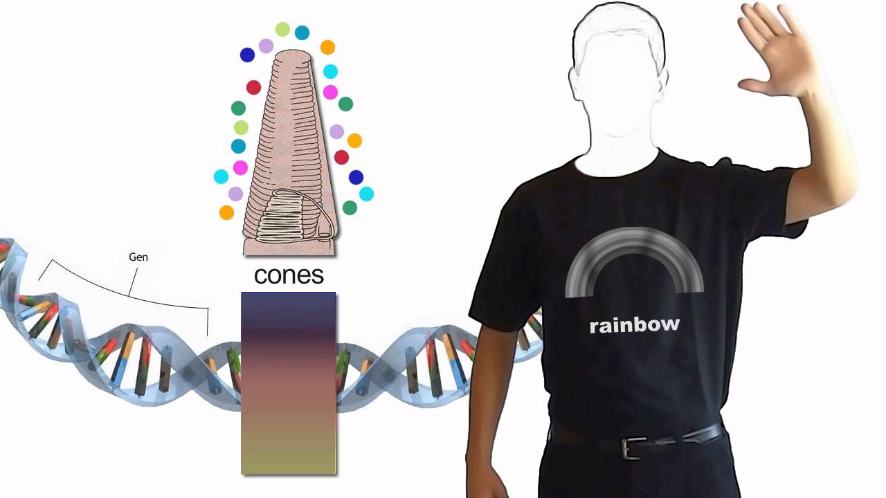 Daltonism, by explainers.tv - YouTube