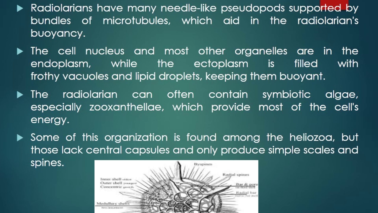 Radiolarian and their Shells - YouTube