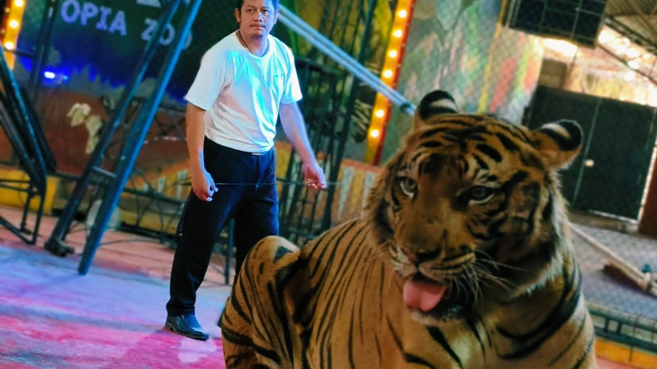 Tiger show | Tiger Topia Zoo & Royal Bengal | Tiger Park Pattaya# ...