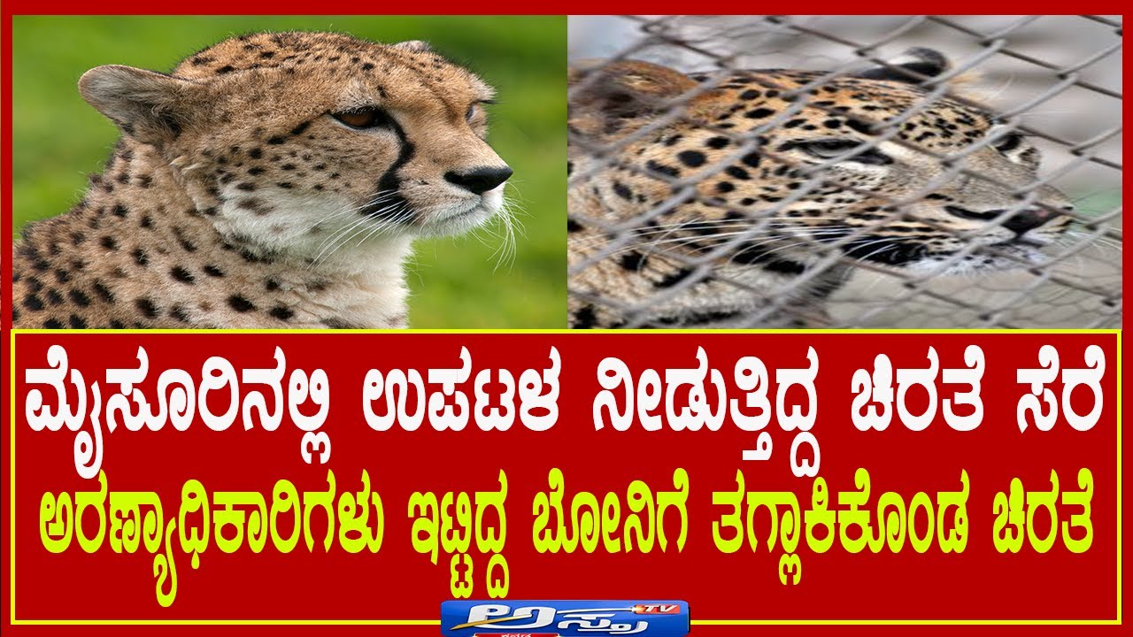 Real Cheetah Caught on Bone in Mysore | ಕೊನೆಗೂ ಬೋನಿಗೆ ಬಿದ್ದೆ ಬಿಡ್ತು ...