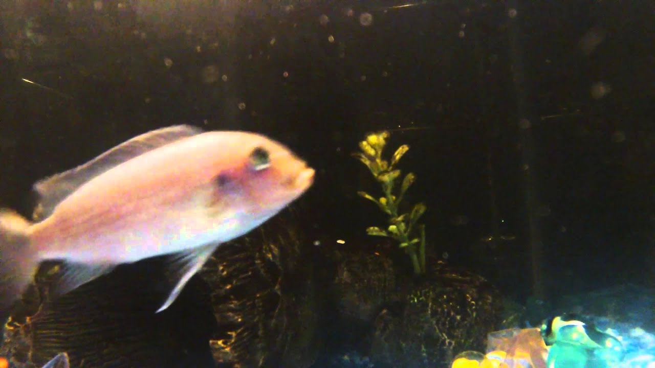 Psycho Fish 8 9 2015 - YouTube