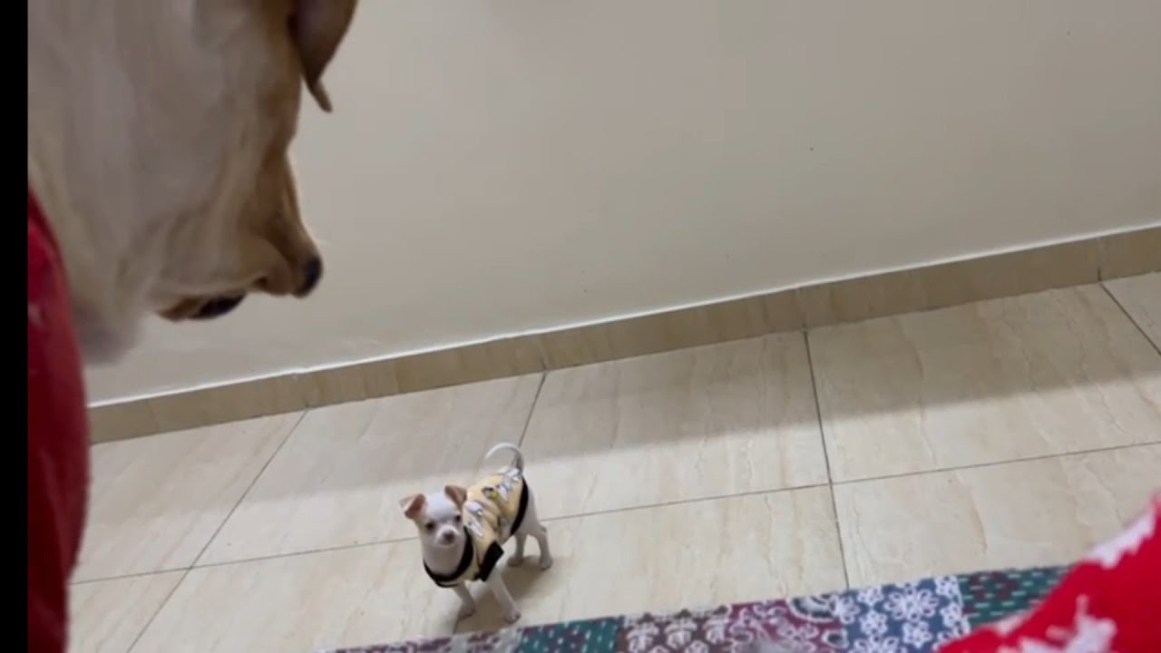 MILO Got angry when SUGAR disturbed him while planning for X-MAS Party😮 ...