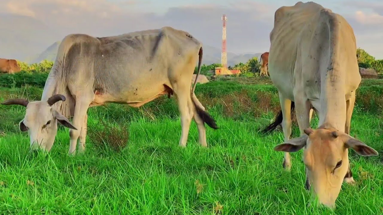 Lembu Putih Sedang Makan Rumput - YouTube