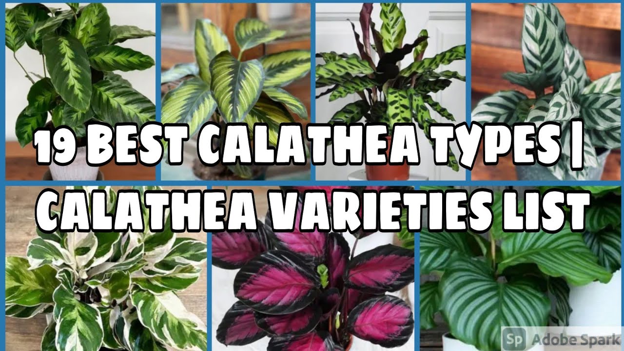 19 Best Calathea Types|Calathea Varieties List - YouTube