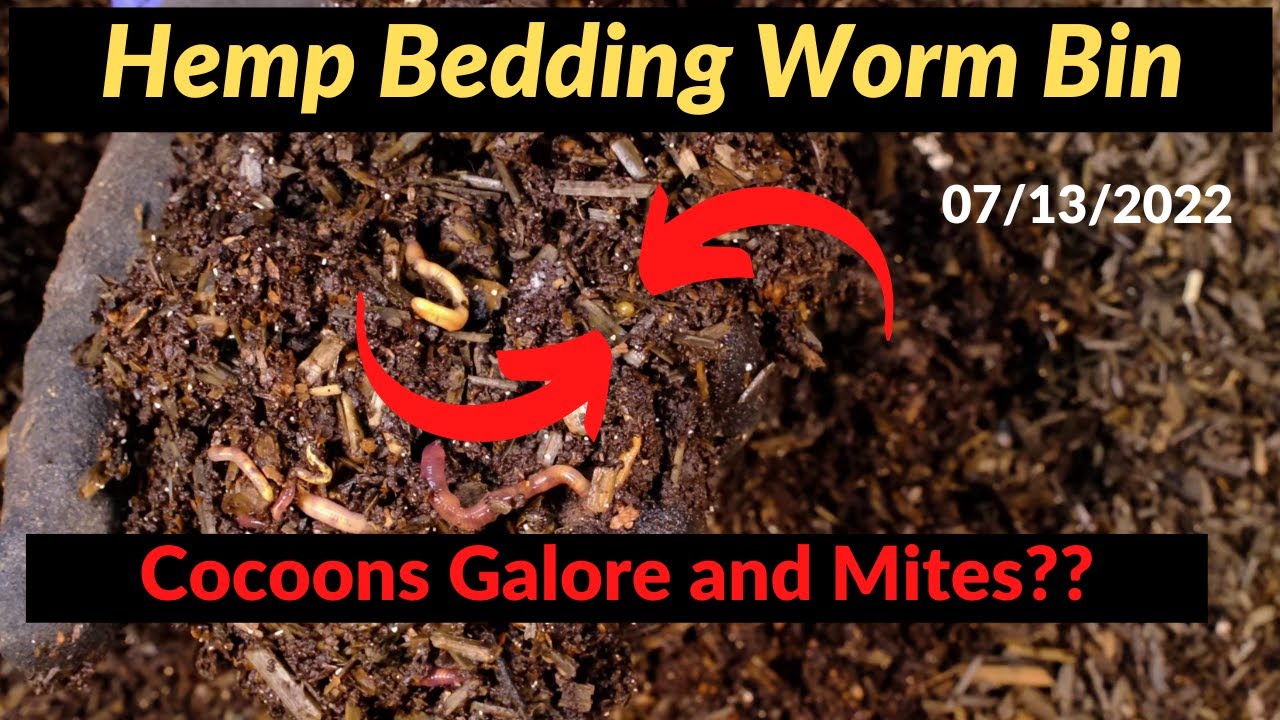 Hemp Bedding in a Worm Bin - First Feeding! 07/13/2022 - YouTube