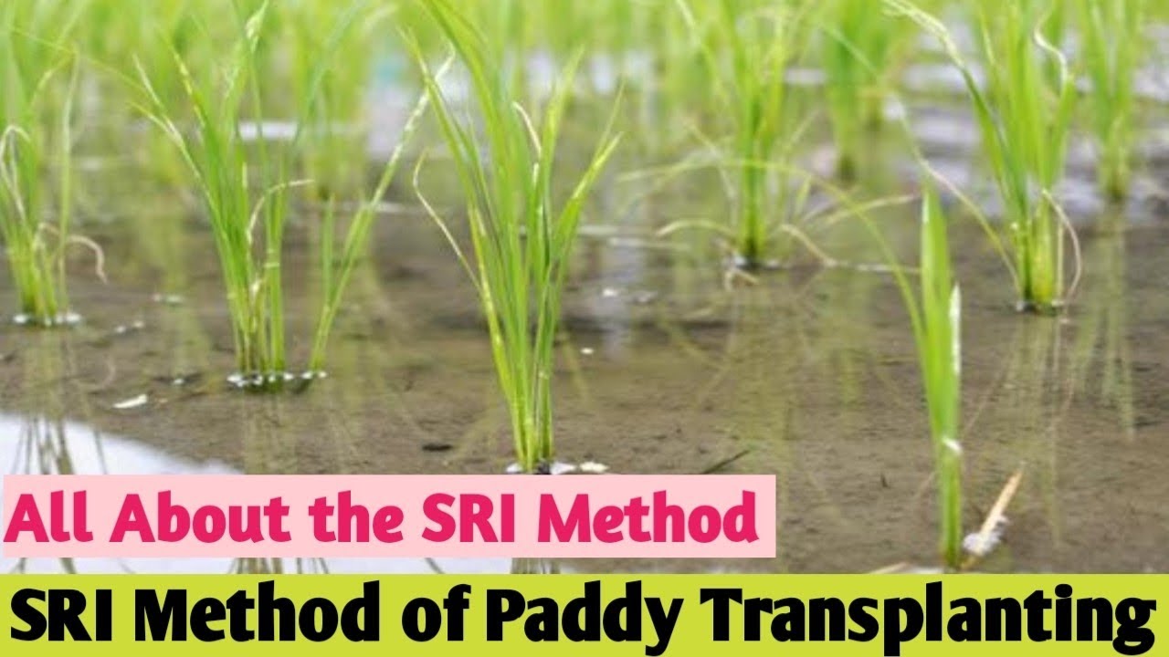 SRI Technique of Paddy #sri #paddy #rice #agriculture - YouTube