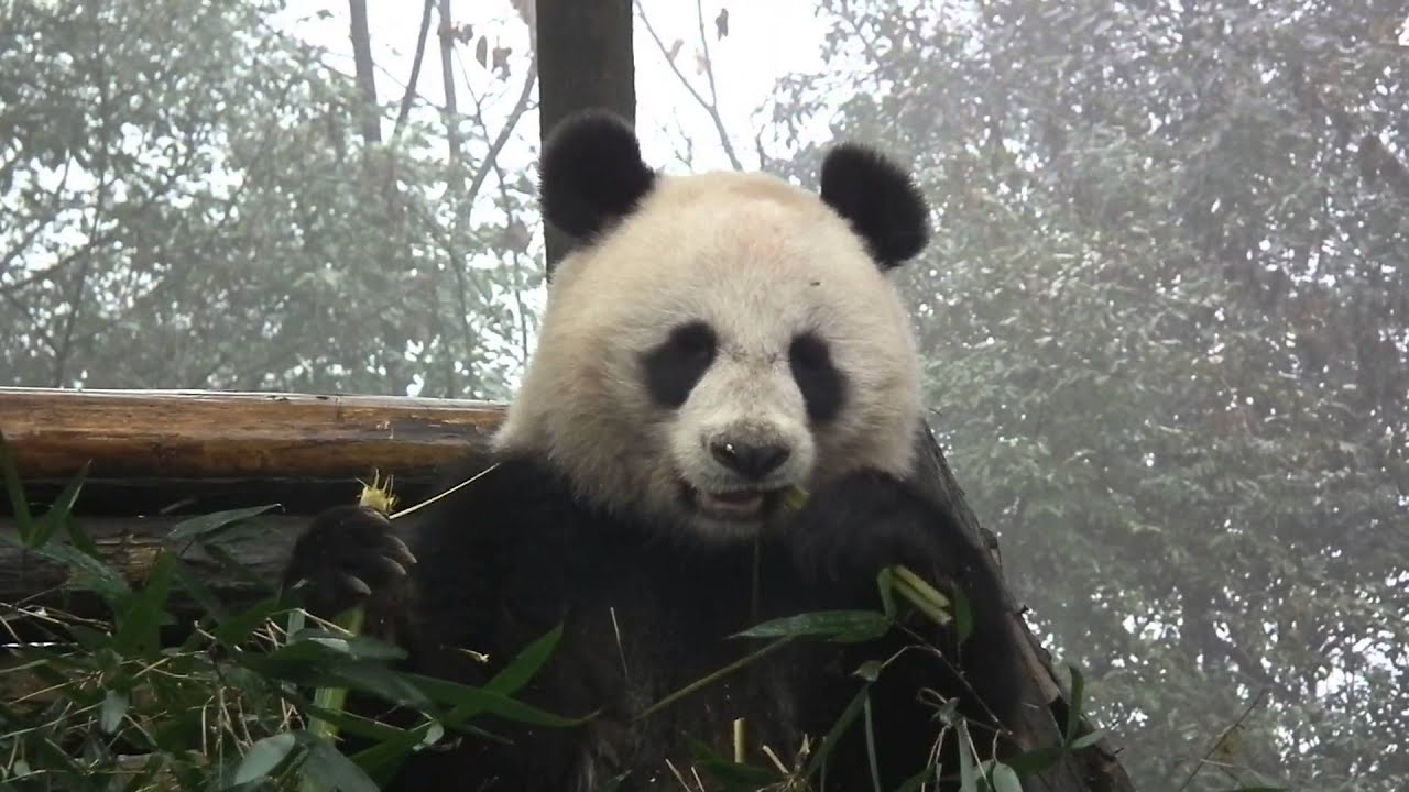 Lin Ping(Bing) at Bifengxia Panda Base - YouTube