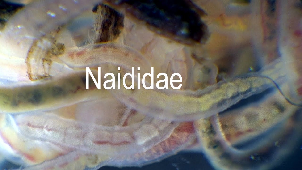 NAIDIDAE - YouTube