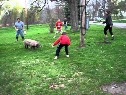 PIG WRANGLING!!!!!!!!!!!!!!!!!!!!!!!!!!!!!!!!! - YouTube
