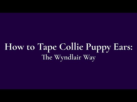 Collie and Sheltie Ear Tapping Instructions [+video]