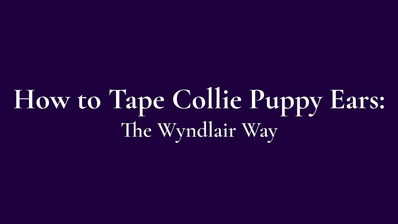 How To Brace Collie Ears