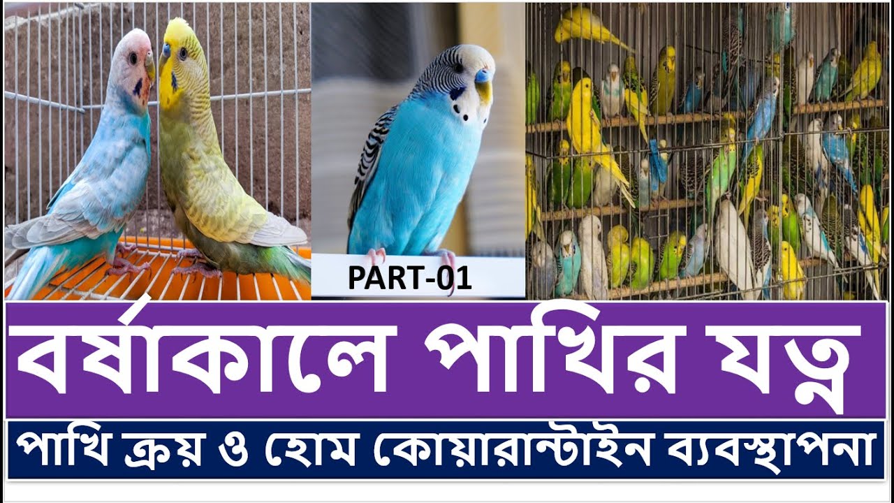 Bird Purchase and Home Quarantine Management ll Take care birds in ...
