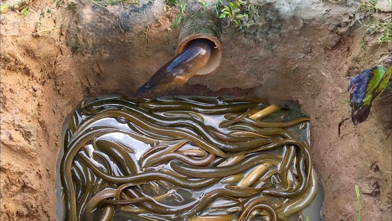 Top 3 Viral Bamboo Fishing Trap Videos|Amazing Fishing With Bamboo Fish ...