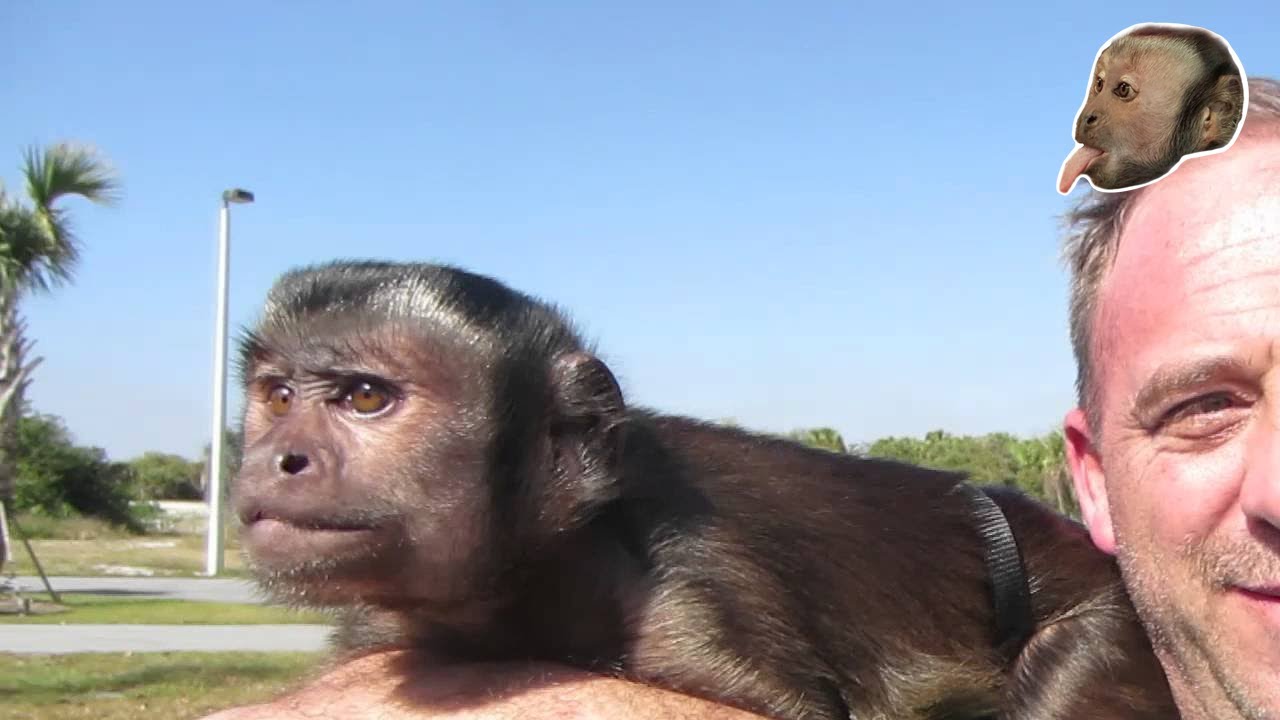 Monkey SideCar Ride - YouTube