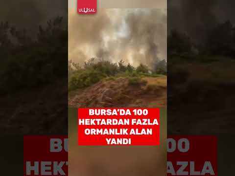 Bursa'da 100 hektardan fazla ormanlık alan yandı #shorts #bursa #yangın