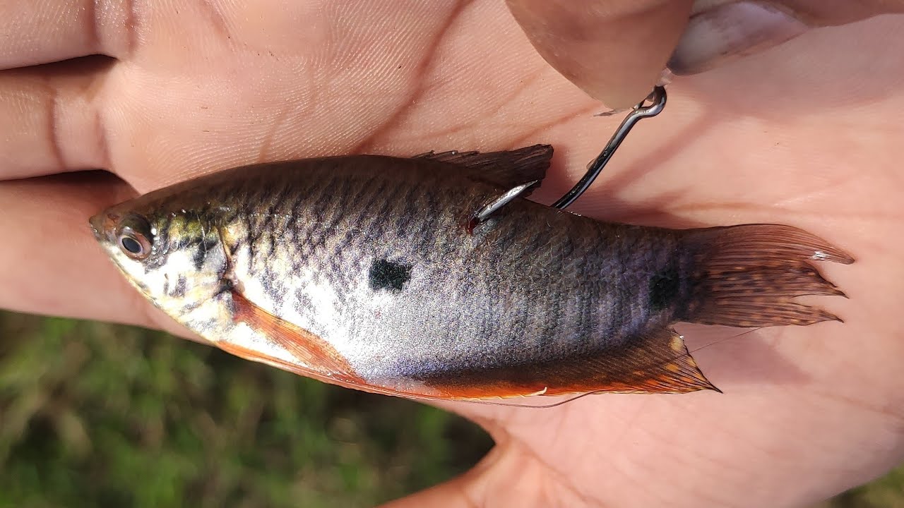 ഇങ്ങനെ കോർത്തിട്ടാൽ മീൻ എവിടെയുണ്ടെങ്കിലും പറന്ന് വന്ന് വെട്ടും ...