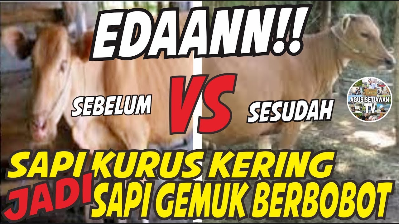 Sapi Kurus Kering - Sapi Cacingan - Cara Penggemukan Sapi Kurus - Cara ...