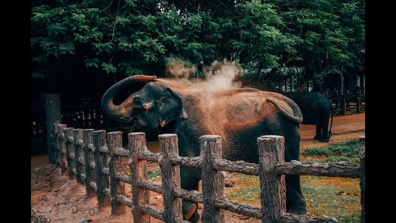 Life of Elephants [National Geographic Documentary HD] - YouTube