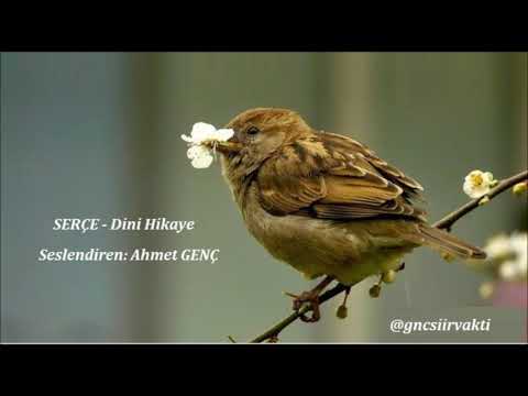 SERÇE...// DİNİ HİKAYE // Seslendiren: Ahmet GENÇ