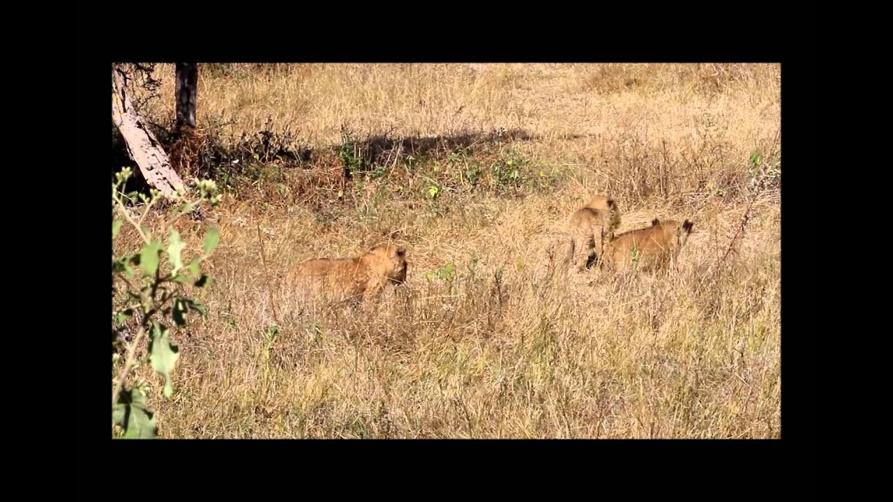 Moporota Cubs - YouTube