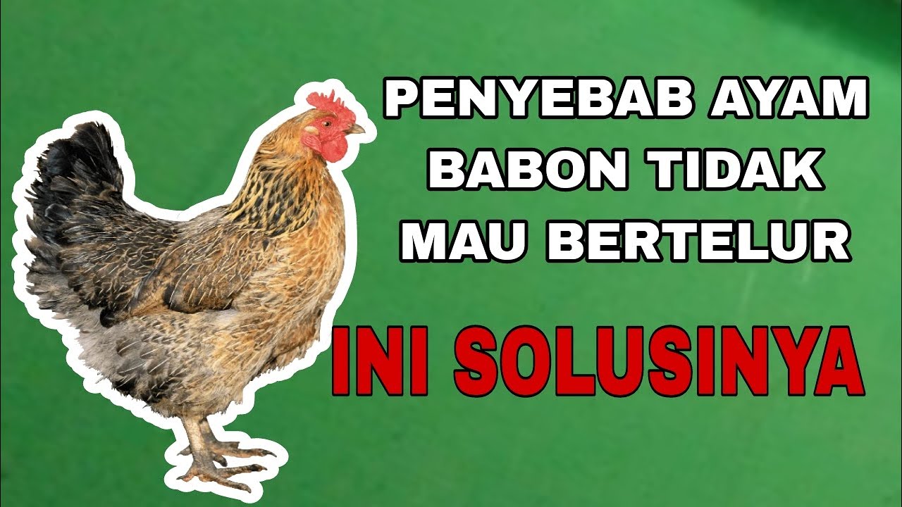 Penyebab Ayam Babon Tidak Mau Bertelur Dan Ini Solusinya Youtube