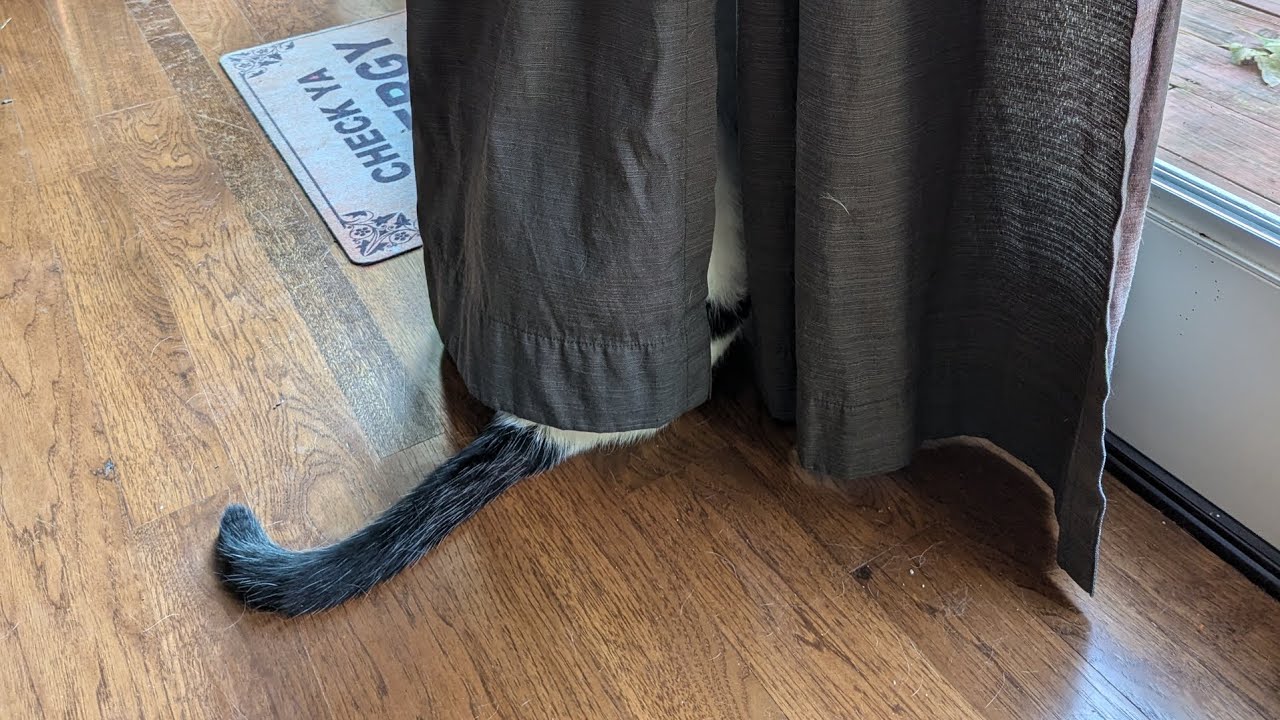 messing with my cats angry edition - YouTube