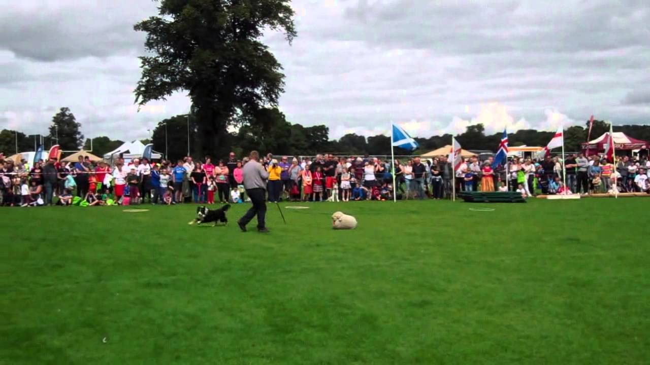 Scottish Border Collie Sheepdog Demonstration North Inch Park Perth ...