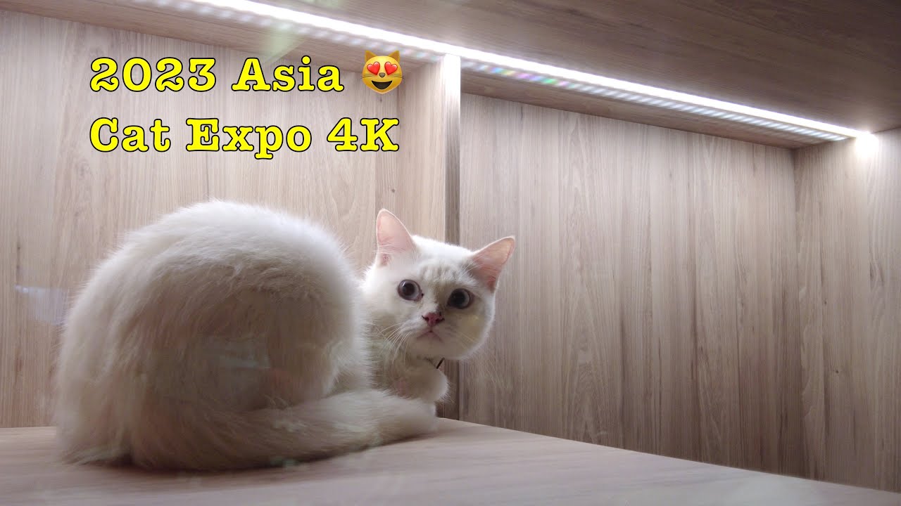 Asia Cat Expo 2023 (29 - 30 July) in 4K #cat #pet #singapore #expo ...