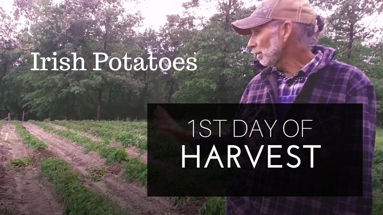 1st Day of Irish Potato Harvest - YouTube