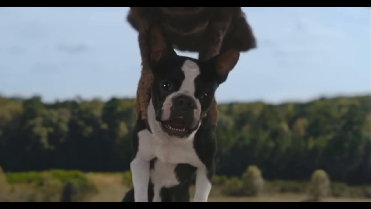 Strays 4K (2023) Trailer - YouTube