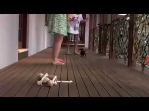 Sahibini koruyan köpek hızlan dırılmıştır