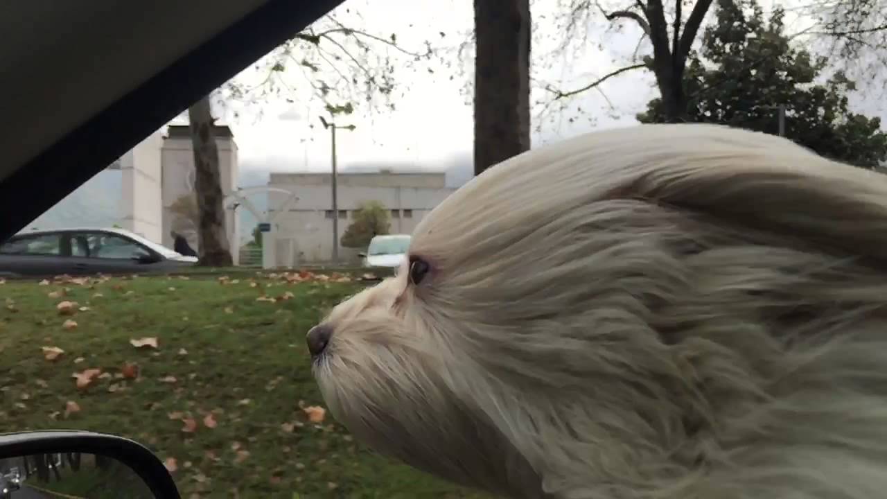 Falcor Dog