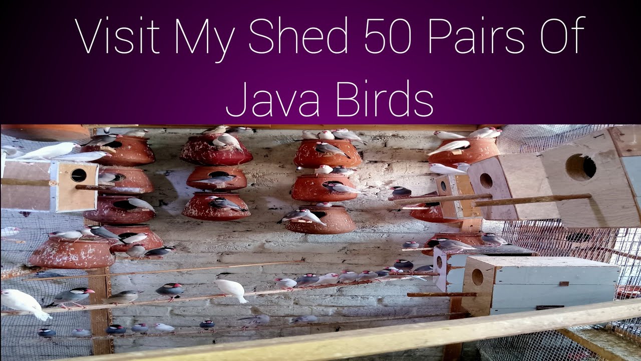 Visit My Shed 50 Pairs Of Java Birds - YouTube