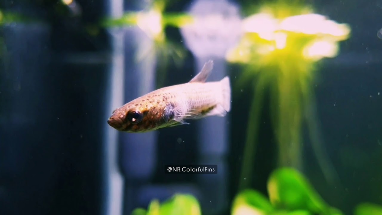 Betta Channoides alias Snakehead Betta - YouTube