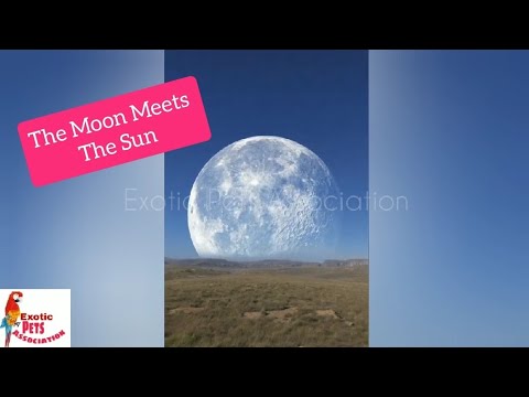 The Moon and Sun Meets in Russia and Canada Arctic - YouTube