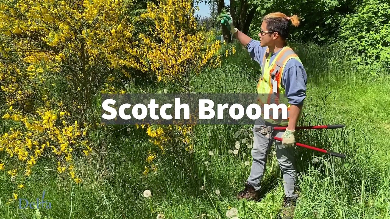 Invasive Species - Scotch Broom - YouTube