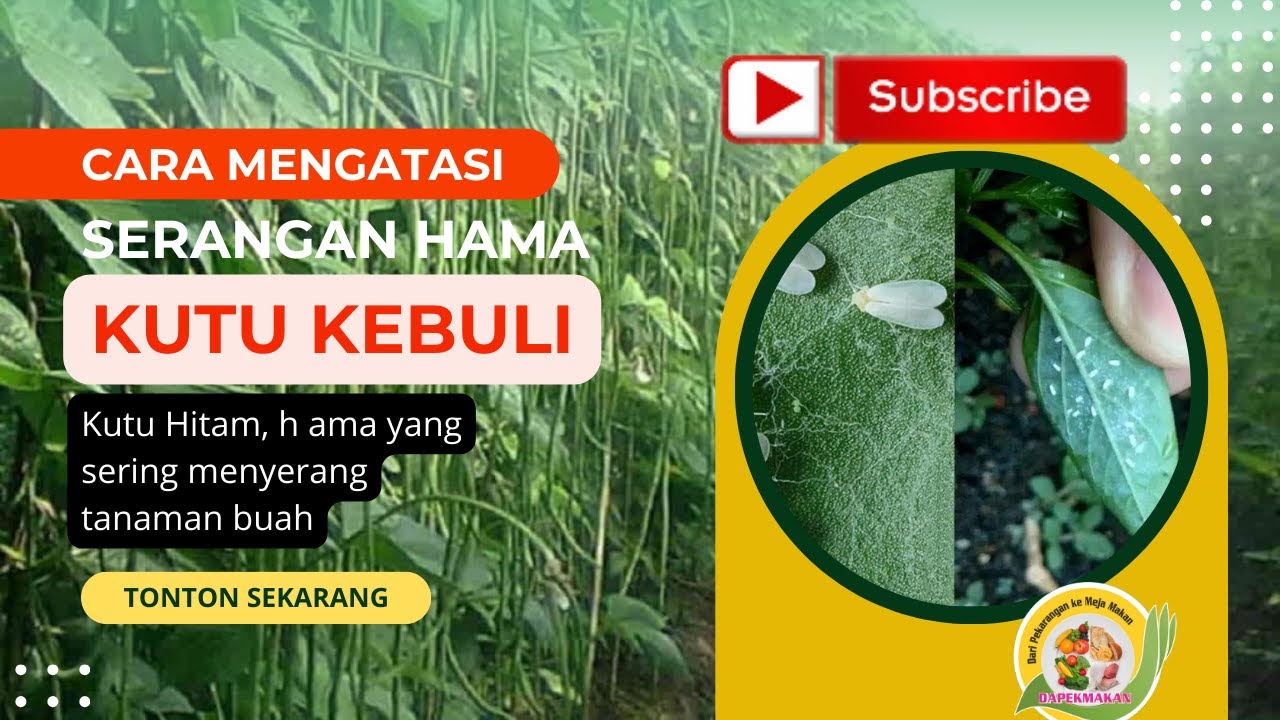 Cara Mengatasi Serangan Hama Kutu Kebul pada Tanaman - YouTube