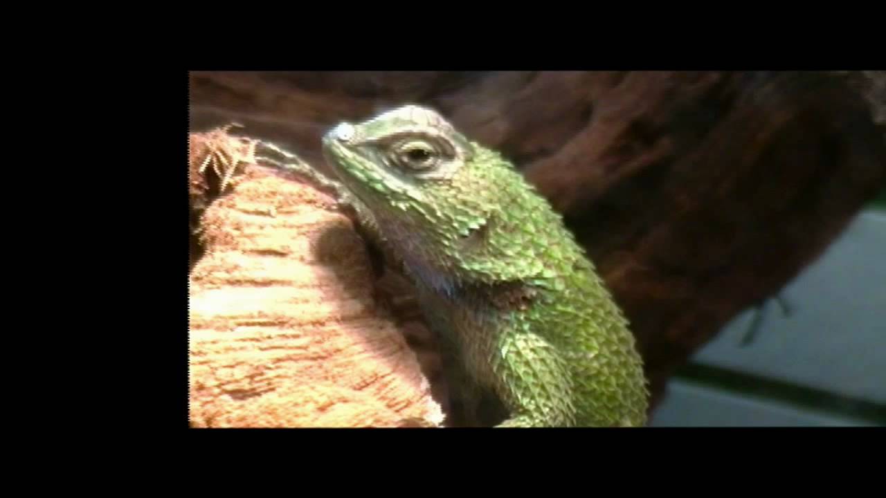 Emerald Swifts And Crested Gecko Care Tips - YouTube