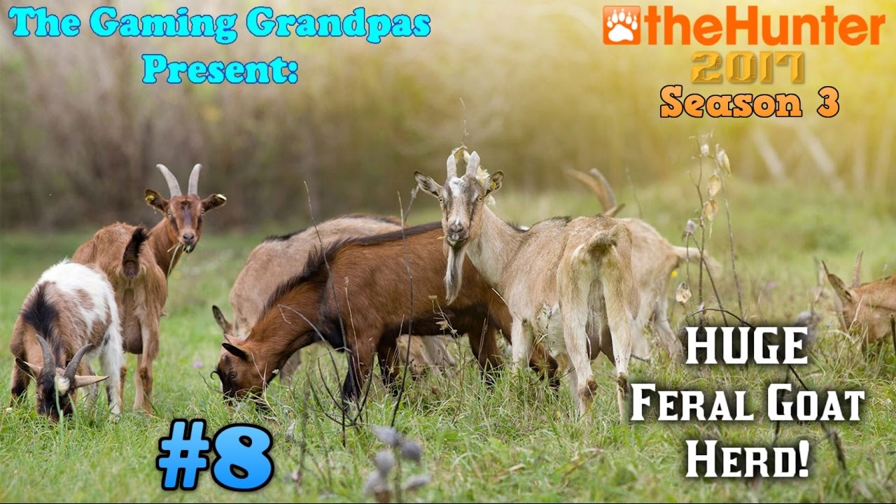 HUGE Feral Goat Herd! - The Hunter Classic - YouTube