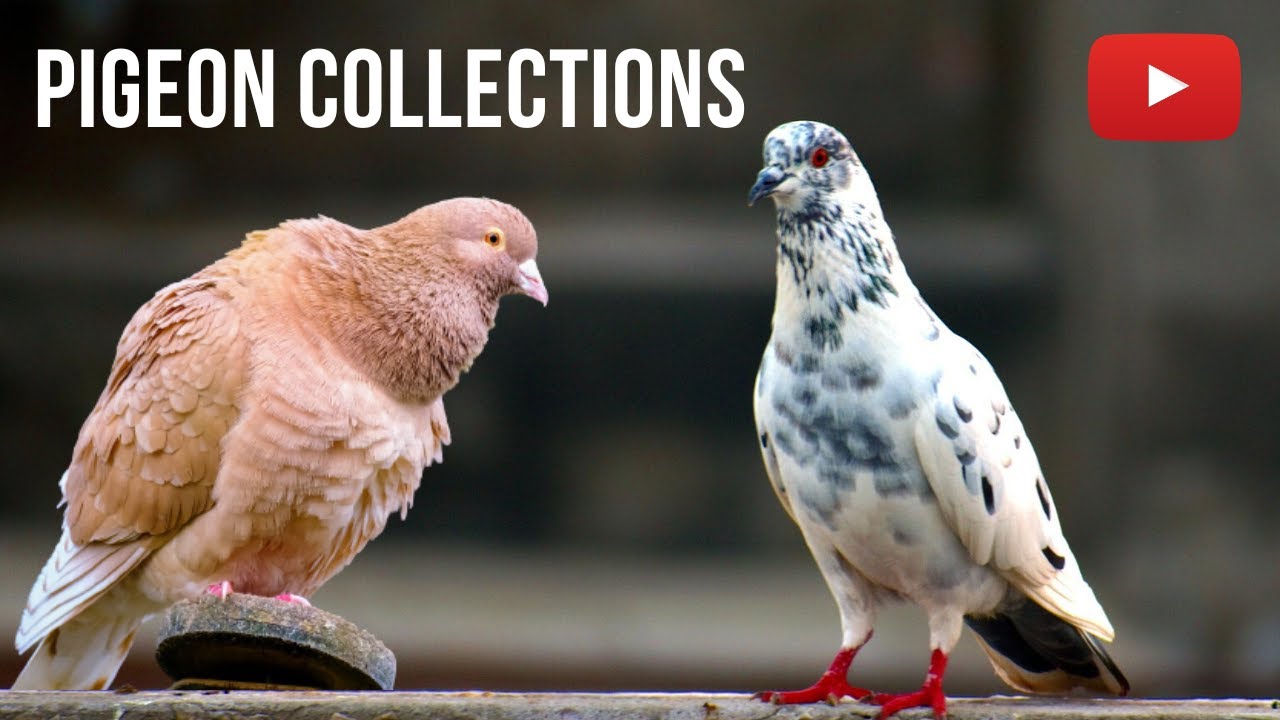 Beautiful Fancy Pigeon Collections | Indian Pigeon - YouTube