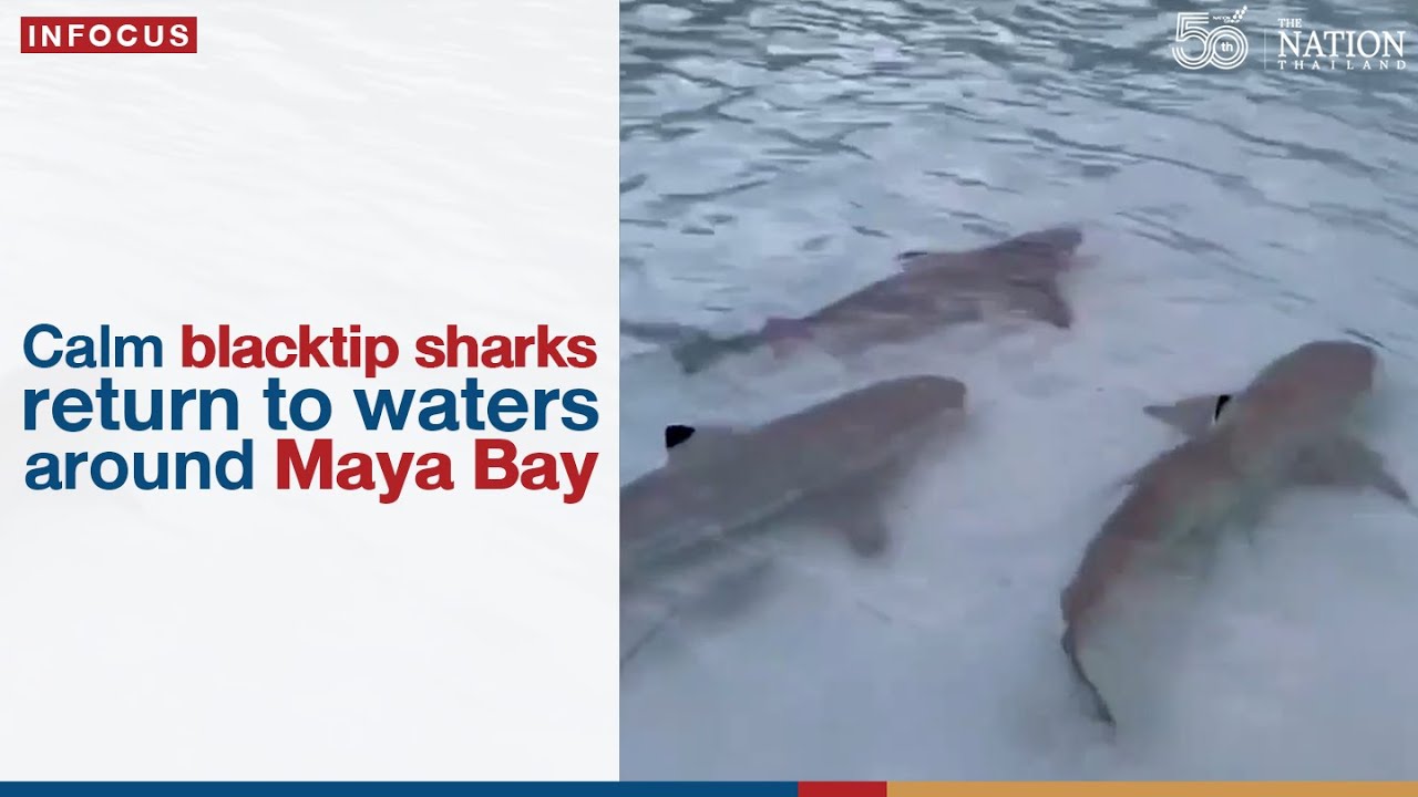 Maya Bay Shark