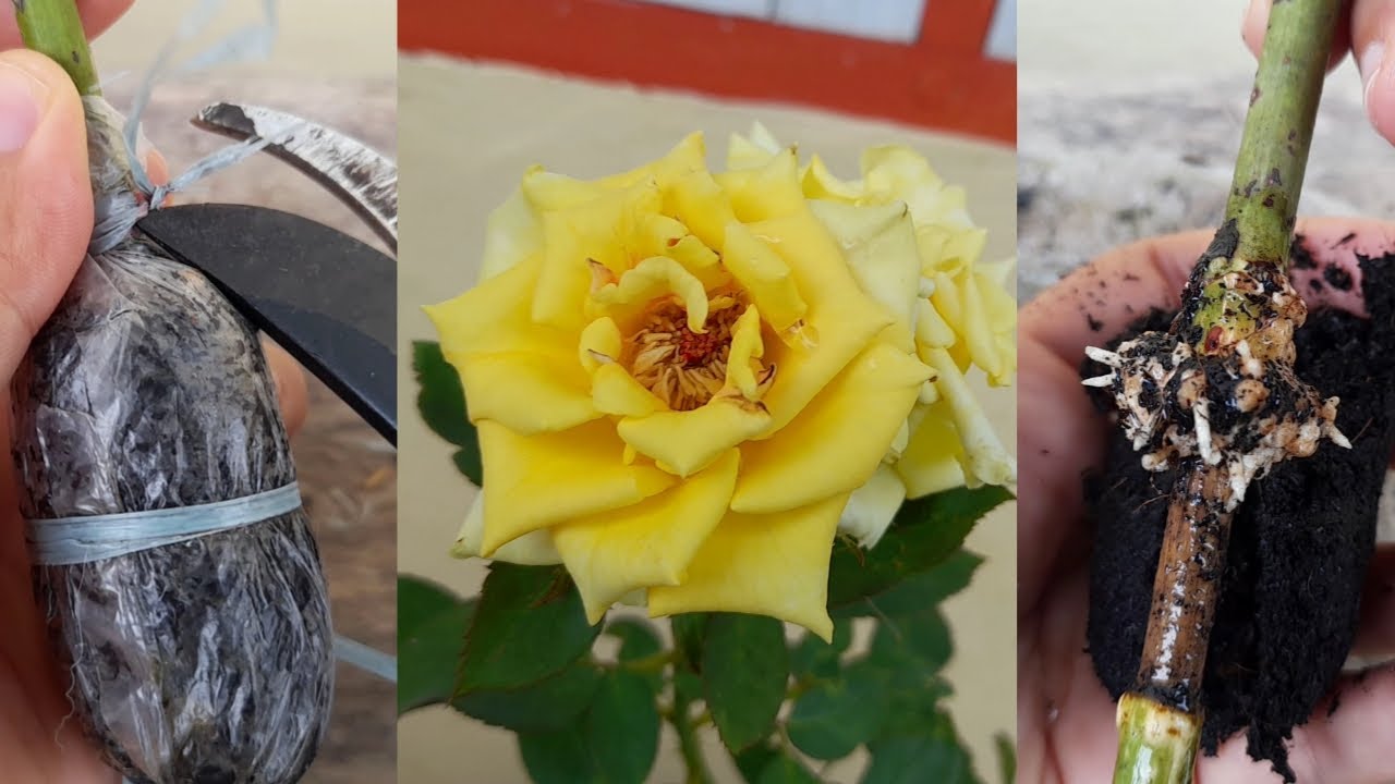 Bunga Mawar : Memperbanyak Dengan Cara Mencangkok - YouTube