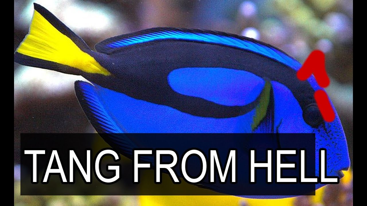 Are Tangs Reef Safe? Well Sort Of.......... - YouTube