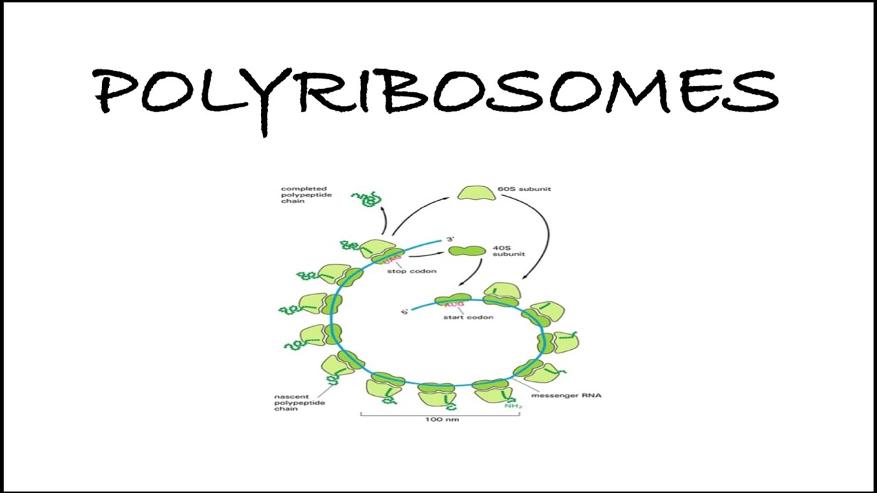 Polyribosomes | Polysomes | Biology Diaries #ribosomes #cellbiology # ...