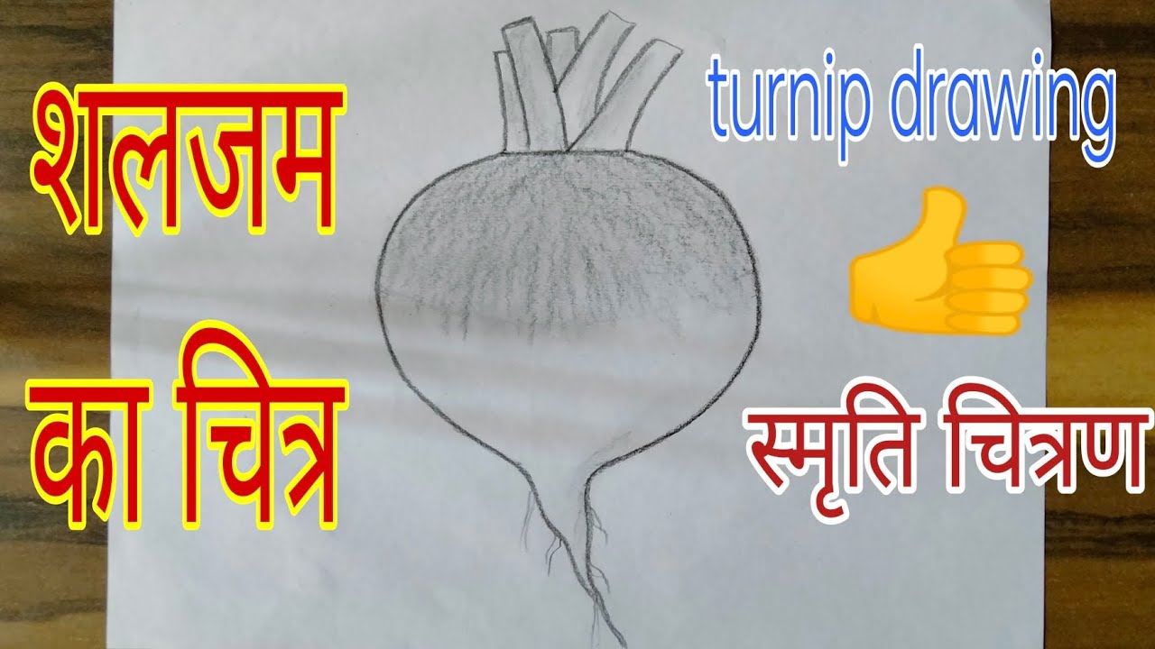 शलजम का चित्र || शलजम का चित्र कैसे बनायें || turnip drawing - YouTube