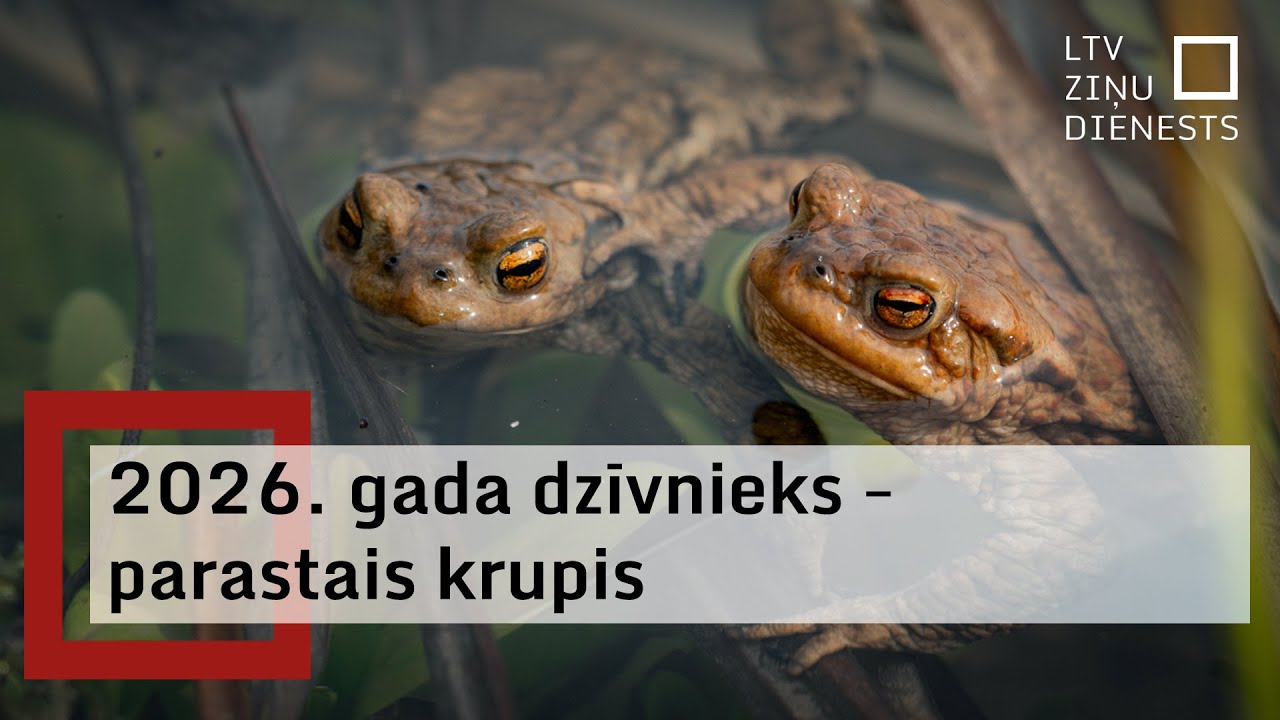2026. gada dzīvnieks – parastais krupis; dabas muzejs uzsver tā nozīmi ...