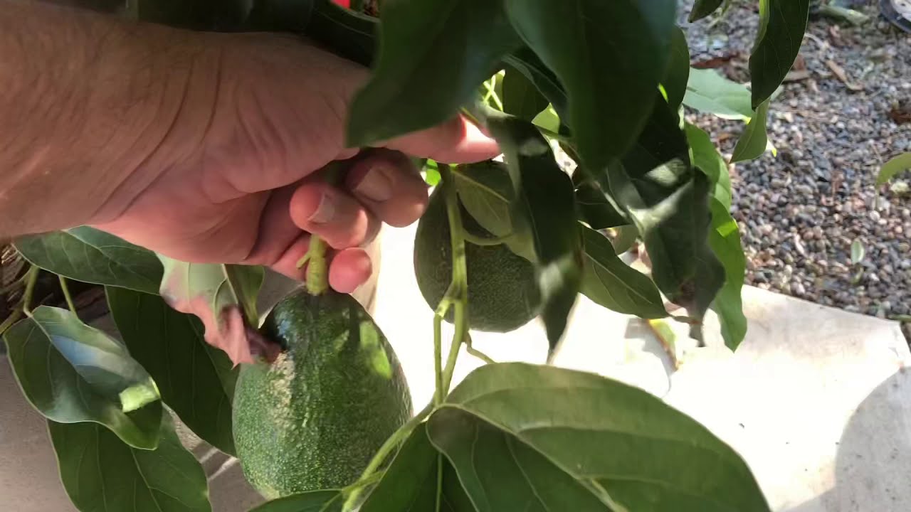 Avocado varieties growing tendencies, The Gem, Sharwill, Carmen and ...