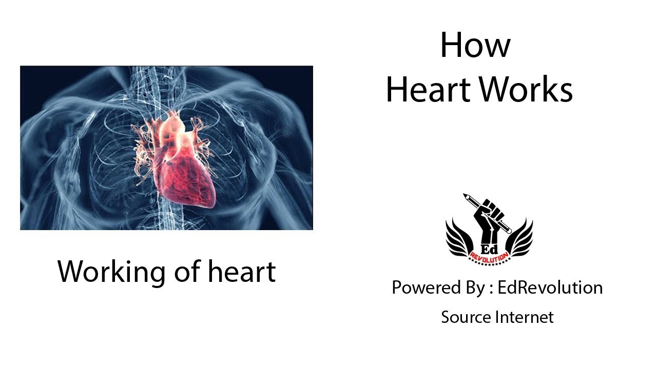 How the heart works? - YouTube