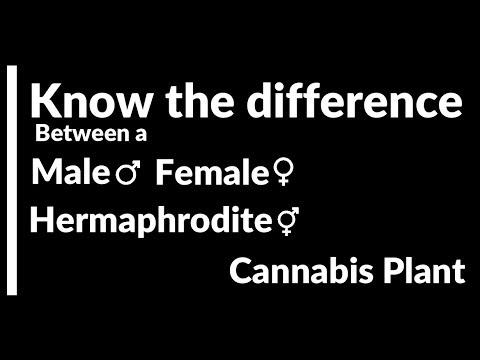 The difference between Male, Female and Hermaphrodite Cannabis plants