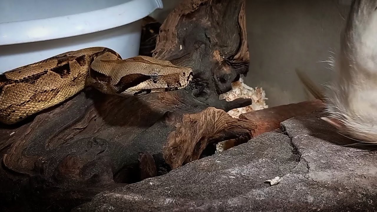 Boa Constrictor Eat's Huge Rat! : *WARNING* : Feeding Footage - YouTube